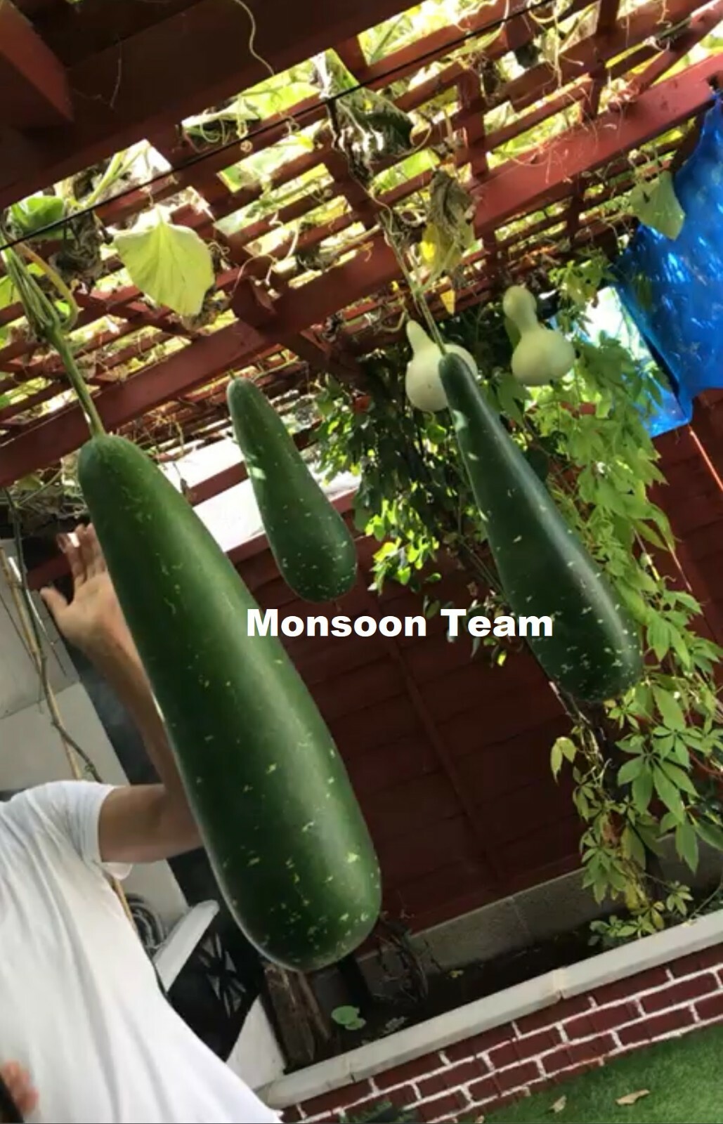 Bangladeshi Khodu Bottle Gourd Dudhi Doodhi Lao Lau Kodu Organic UK ...