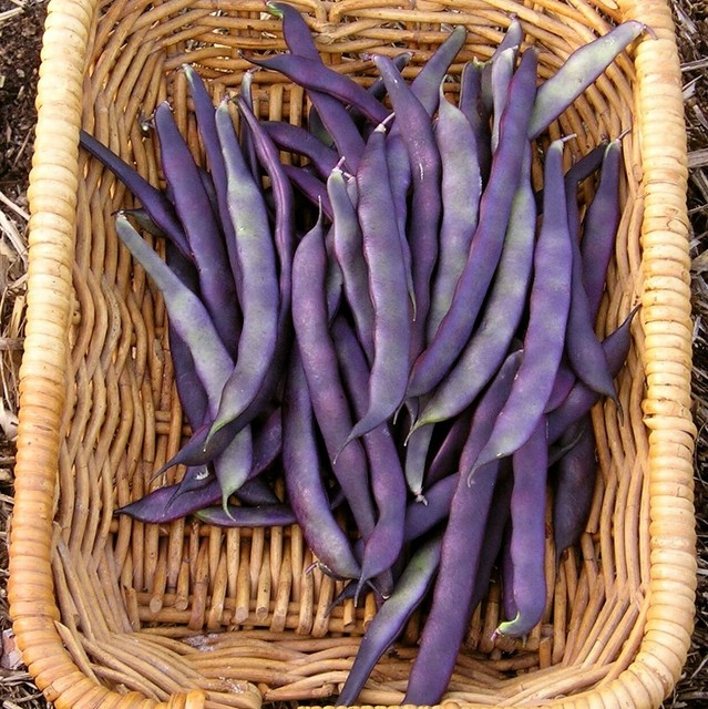 CLIMBING BEAN 'Purple King' 15 HEIRLOOM seeds HEAVY YEILD supereasy to ...