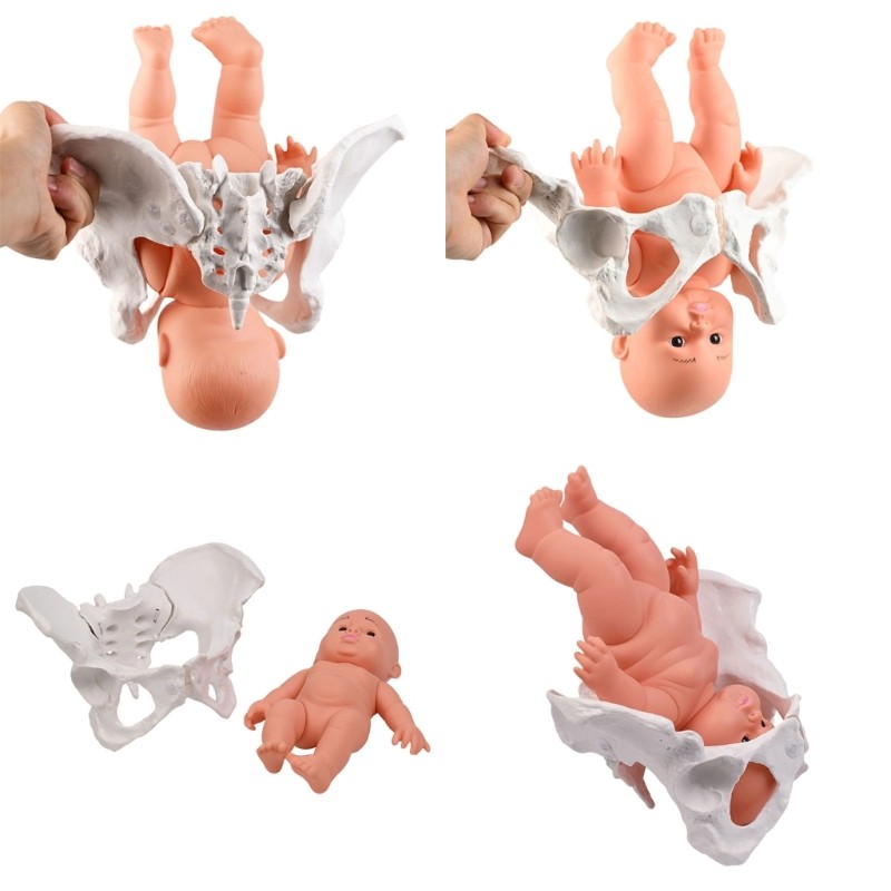 Midwifery Teaching Model Female Pelvis Model with Baby for Nursing ...