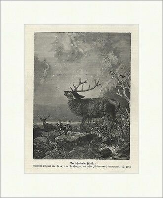 Der schreiende Hirsch Franz von Pausinger röhren Holzstich Jagdzeitung ...