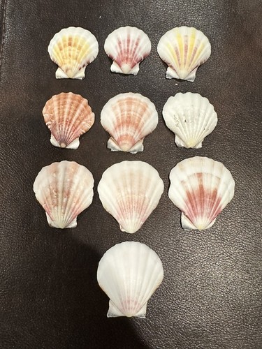 Scalloped Clam Shells, 10 Total for Crafting or Collecting. | eBay