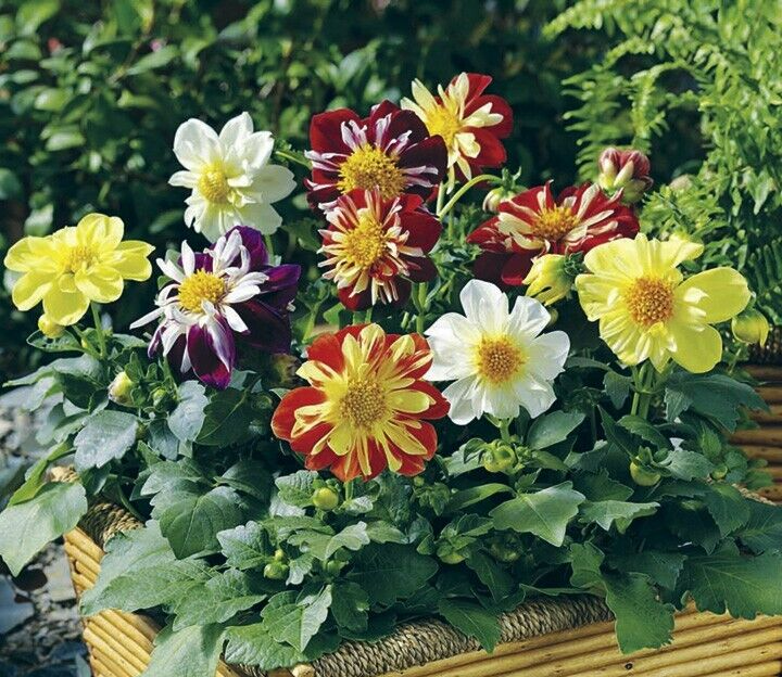 25 Dahlia Dwarf Dandy Collarette Mix Seeds | eBay UK
