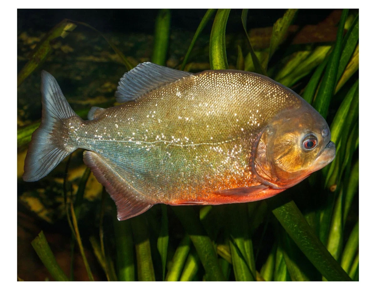 Piranha Fish
