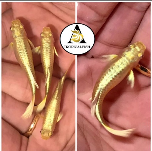 5 Breeding Pairs -Live Aquarium Guppy Fish High Quality - Full Gold 24k ...