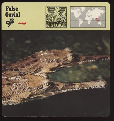 False Gavial Safari Cards Rencontre Reptiles | eBay