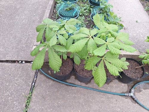 Horse Chestnut Tree Sapling 🇬🇧 UK Grown Yorkshire | eBay UK