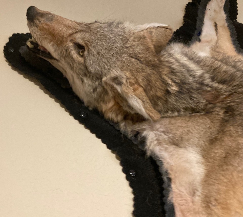 Very Nice Large Tanned / Felted COYOTE RUG with mounted Head / Fur/Skin ...