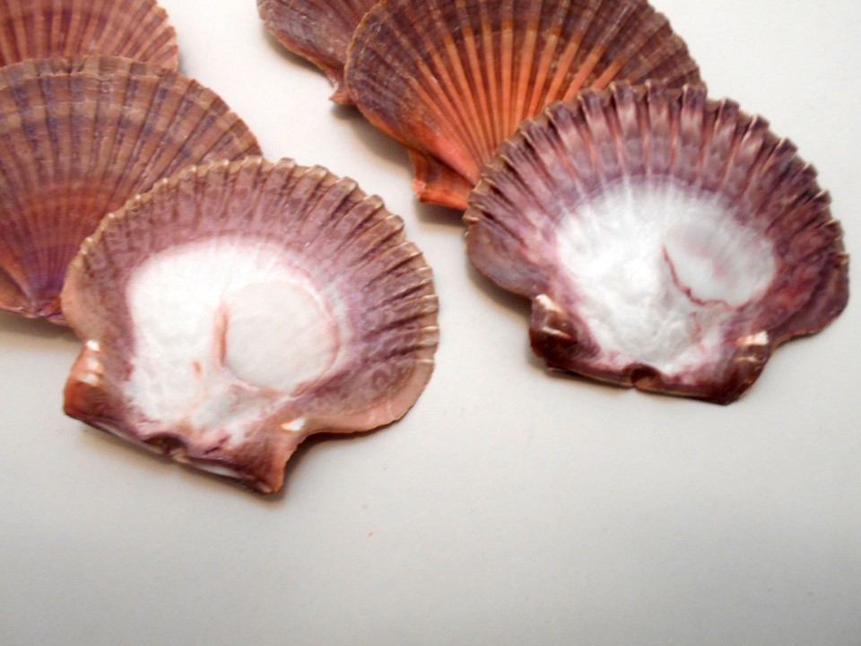 12 Mexican Flat Scallop Shells Seashells Large 3" Crafts Coastal Beach ...