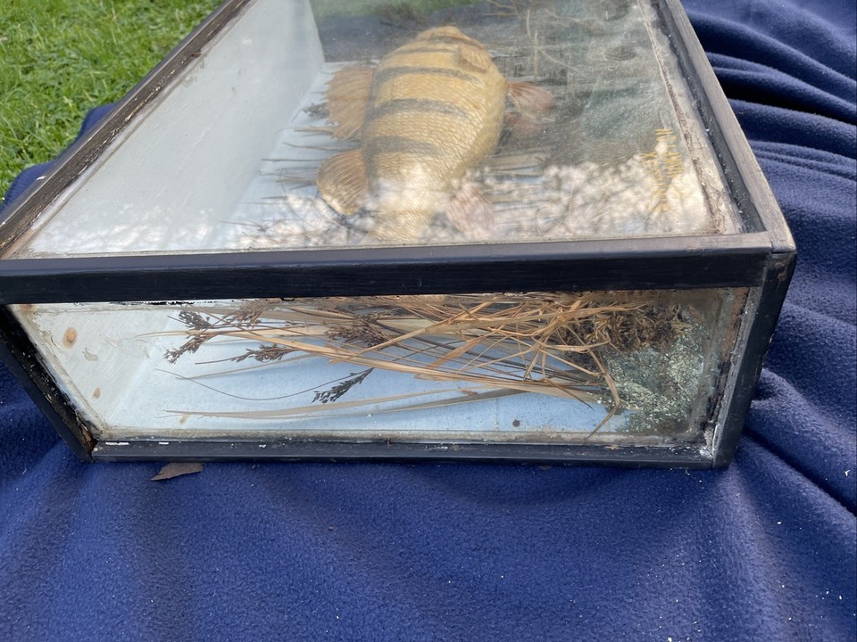Vintage 20th Century Taxidermy Perch Fish Cased, 50cm-66cm | eBay UK