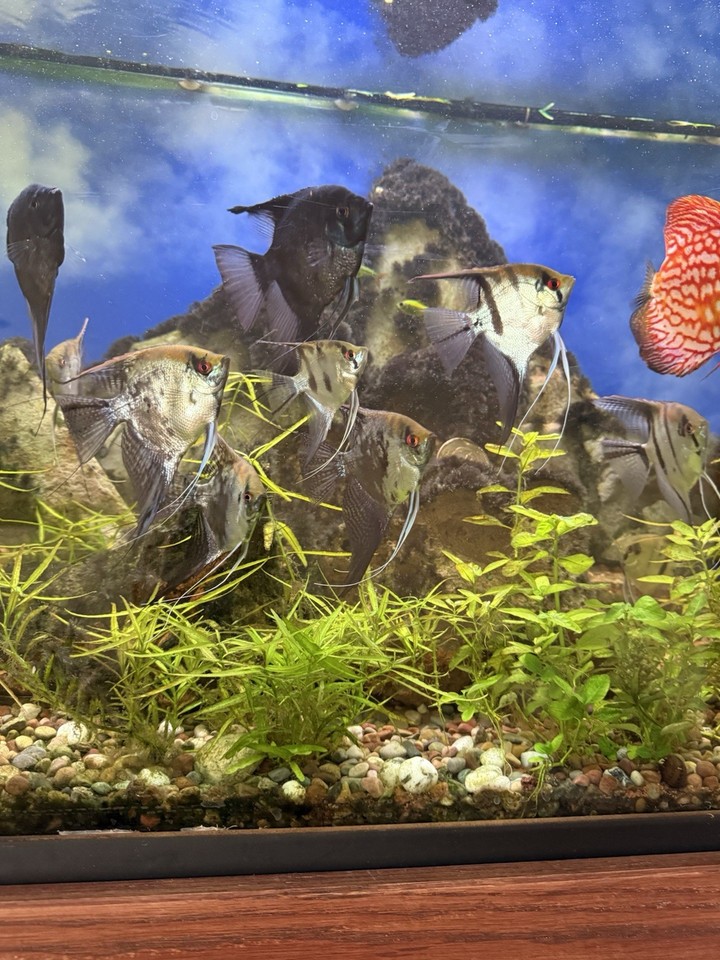 4 Pack Adult size Leopard Angel Fish Healthy Live Fish tropical ...