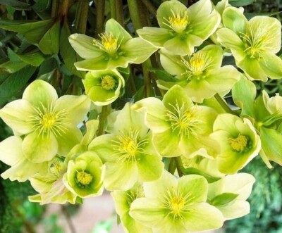 Snow Love Winter Magic. HELLEBORE Live plant with roots. | eBay