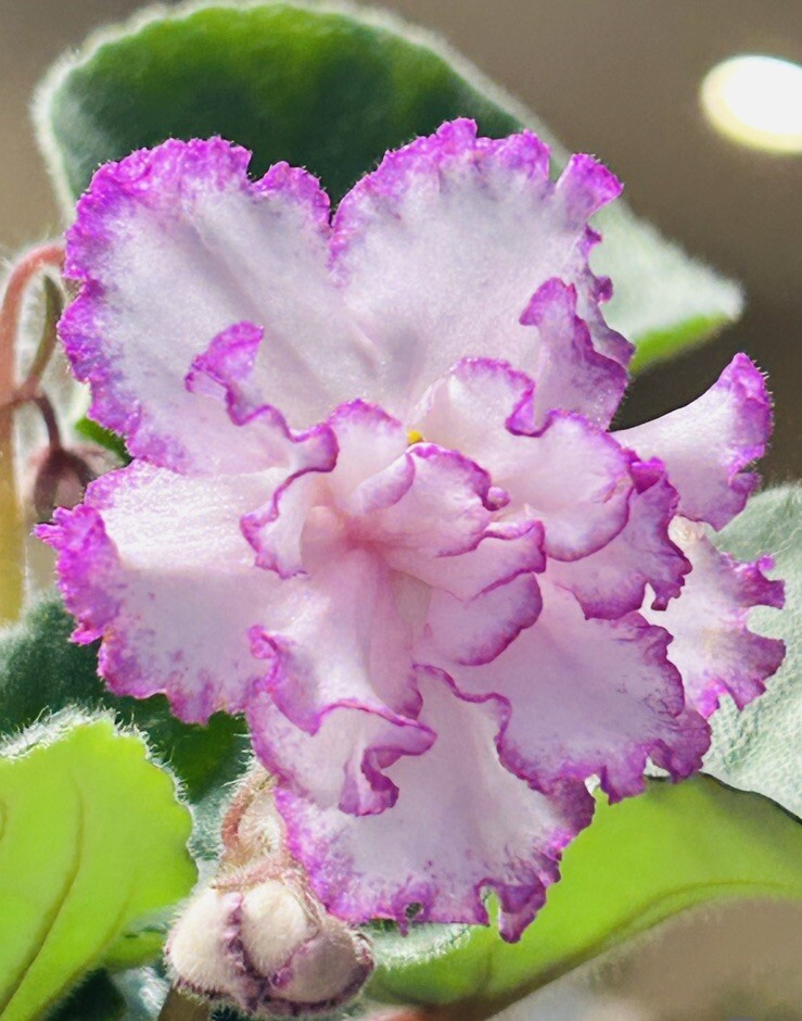 African Violet plant Yan- Menuet. Starter plant. Heavy bloomer! | eBay