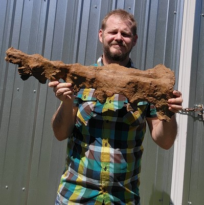 Edmontosaurus Duck Bill Sacrum Dinosaur Fossil - Hell Creek Formation ...