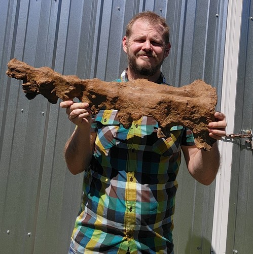 Edmontosaurus Duck Bill Sacrum Dinosaur Fossil - Hell Creek Formation ...