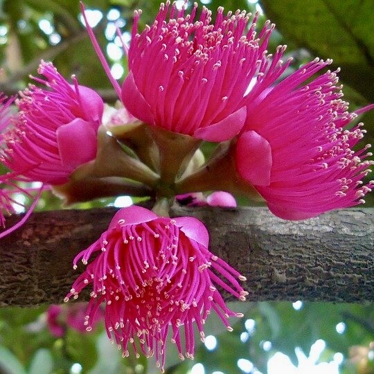 Jambu Flower