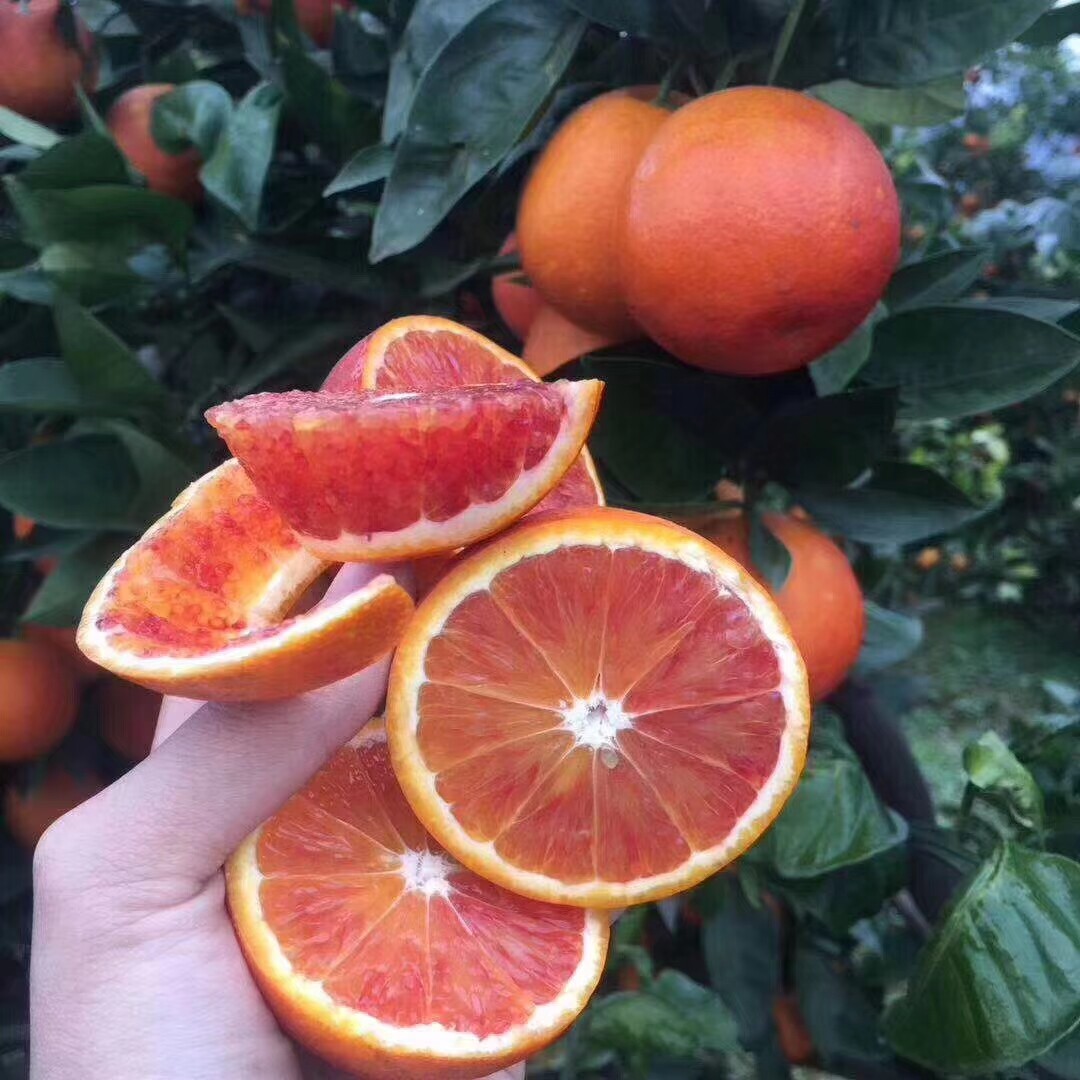 30 Blood Orange Seeds Citrus Junos Citrus sinensis Tangerine Blood ...