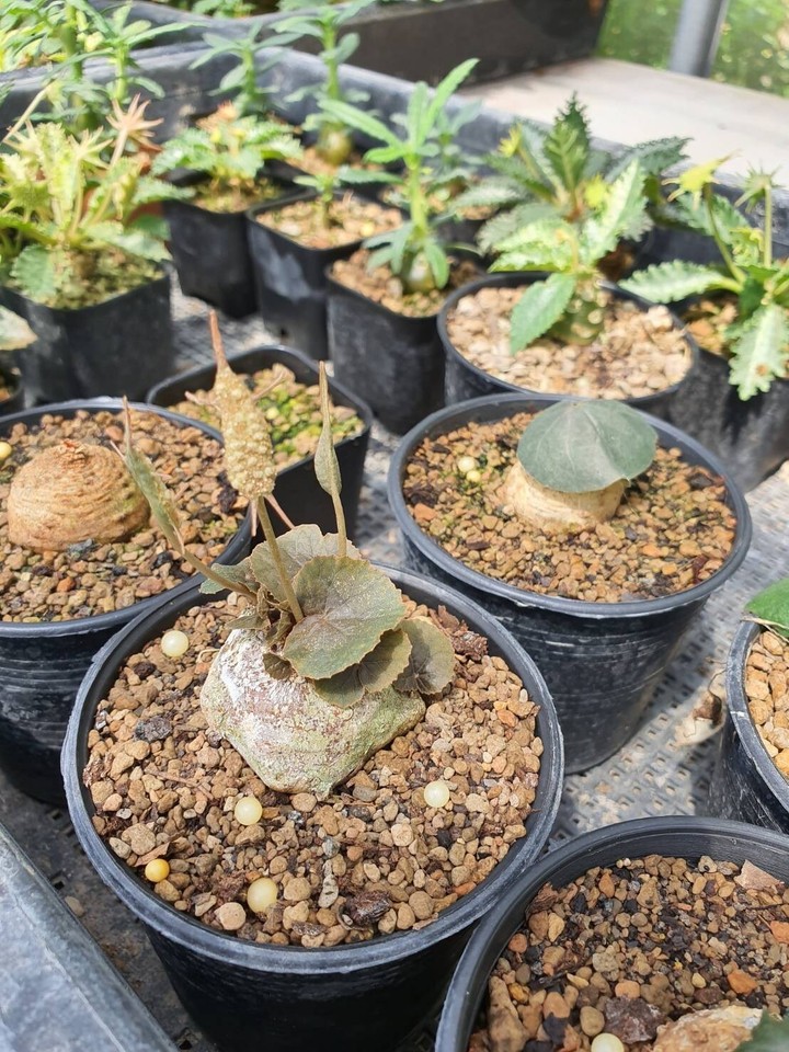 Dorstenia Barnimiana Taru Kenya 60 seeds (Can't send to EU) | eBay