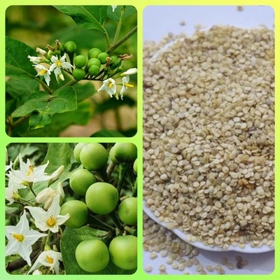 600+ Turkey Berry Brush Seeds Eggplant Thiththa Thibbatu Solanum ...