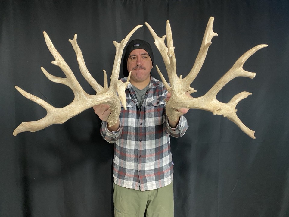 250” Set Whitetail Deer Cuts Sheds Antlers Taxidermy Mount Cabin Decor ...
