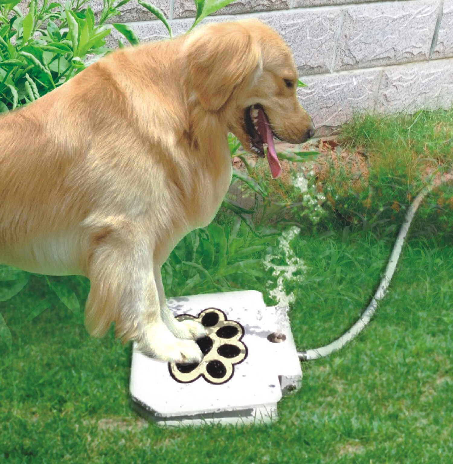 Outdoor Dog Pet Step On Water Fountain Brass Valve Dispenser System ...