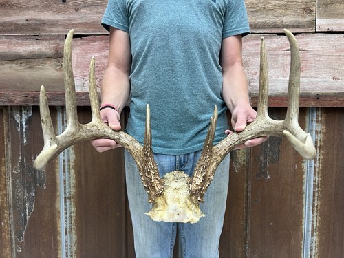 Huge 143” 5x4 Wild Iowa Whitetail Deer Rack Antler Taxidermy European ...