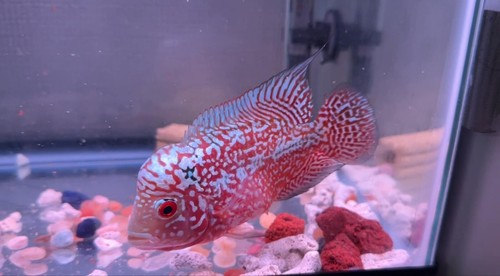 LIVE MALE FLOWERHORN - 4 inches VIP KamFa F2 - HIGH QUALITY A+++ | eBay