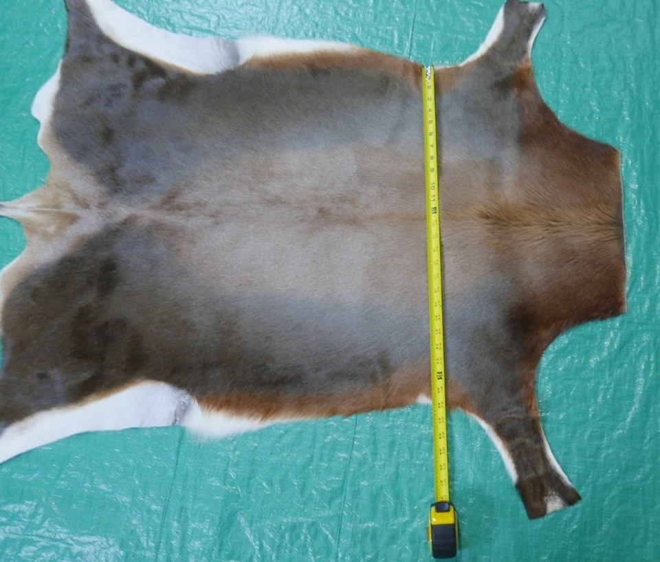 Blesbok Skin, Antelope Skin, Deer skin ~Size: 4'X3' African Antelope ...