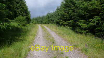 Photo 6x4 Forestry track Craik Forest Ettrick Easy walking on the usual ...
