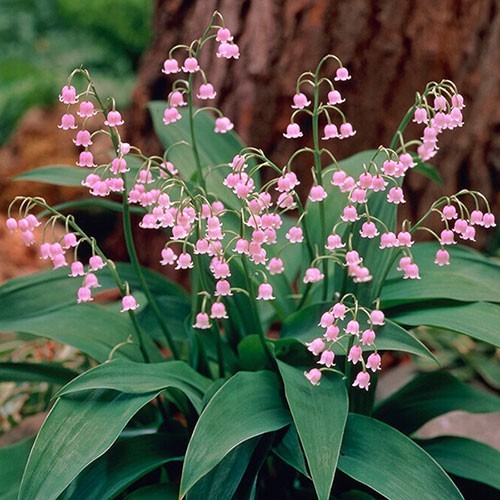 2 PINK LILY OF THE VALLEY~CONVALLARIA 'ROSEA'~LIVE PLANTS~PIPS~FRAGRANT ...