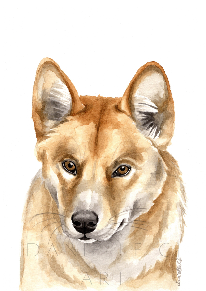 Dingo Drawing Dingo May Be World's Oldest Dog | SBS News