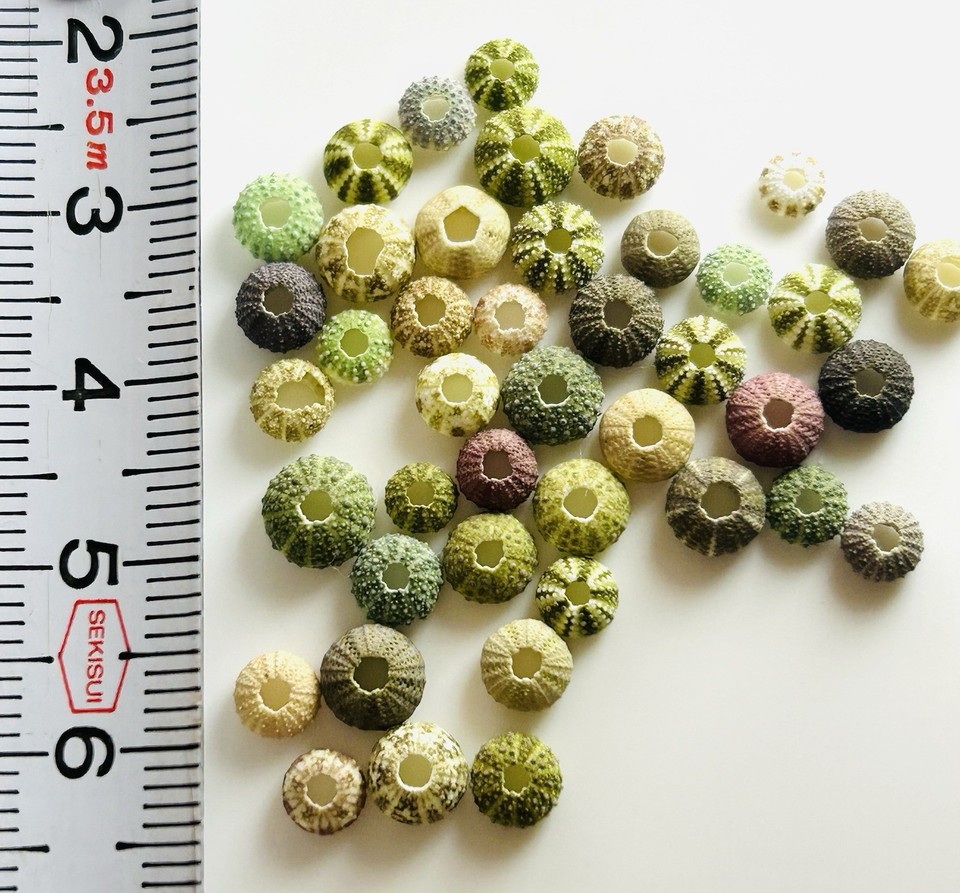 japanese sea urchin Seashell rare tiny Colorful | eBay