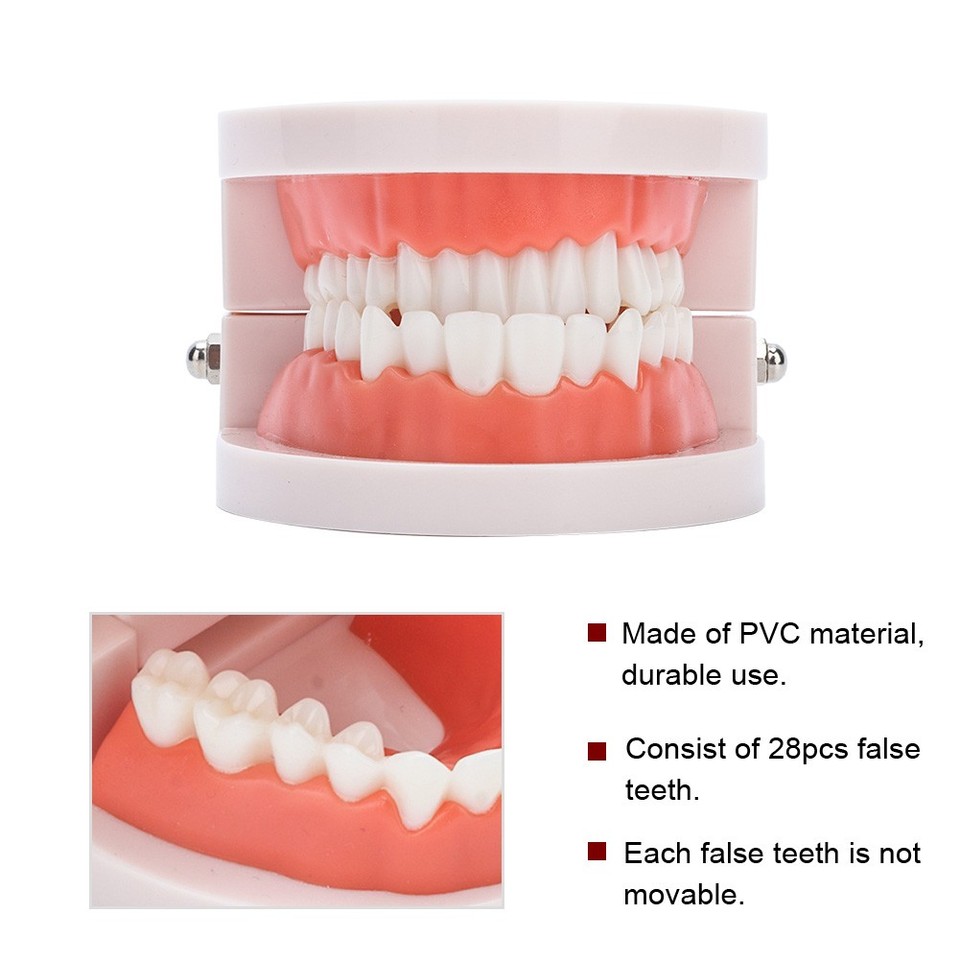 Dental Denture Gums Model 28Pcs Standard Adult Teeth Model Teaching Too ...