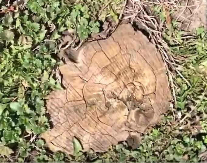 Tree stump remover/ crucible and mold pre heater burns all fuels NOBOX7 ...