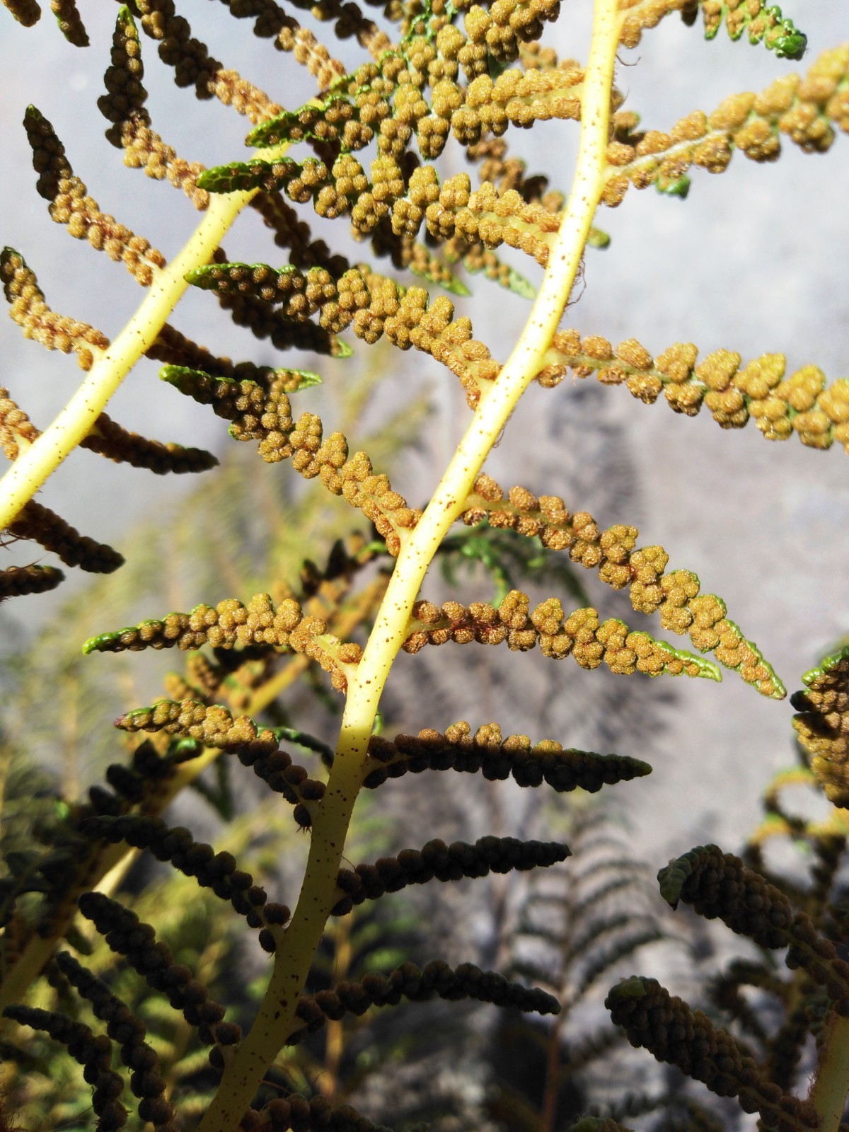 Tree fern spore Highland Lace | eBay