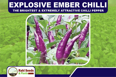 Explosive Ember Chilli - The Brightest & Extremely Attractive Chilli ...