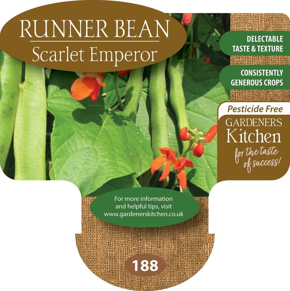 Runner Bean Plants 'Scarlet Emperor'-6 x MEDIUM plug Vegetable ...