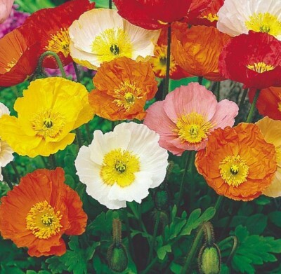 ICELAND POPPY MIX SEEDS 1000+ perennial FLOWER orange YELLOW white Free ...
