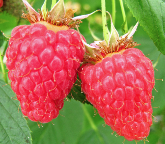British Columbia Tulameen Raspberry Plant -20 Seeds- Giant Ruby Red ...
