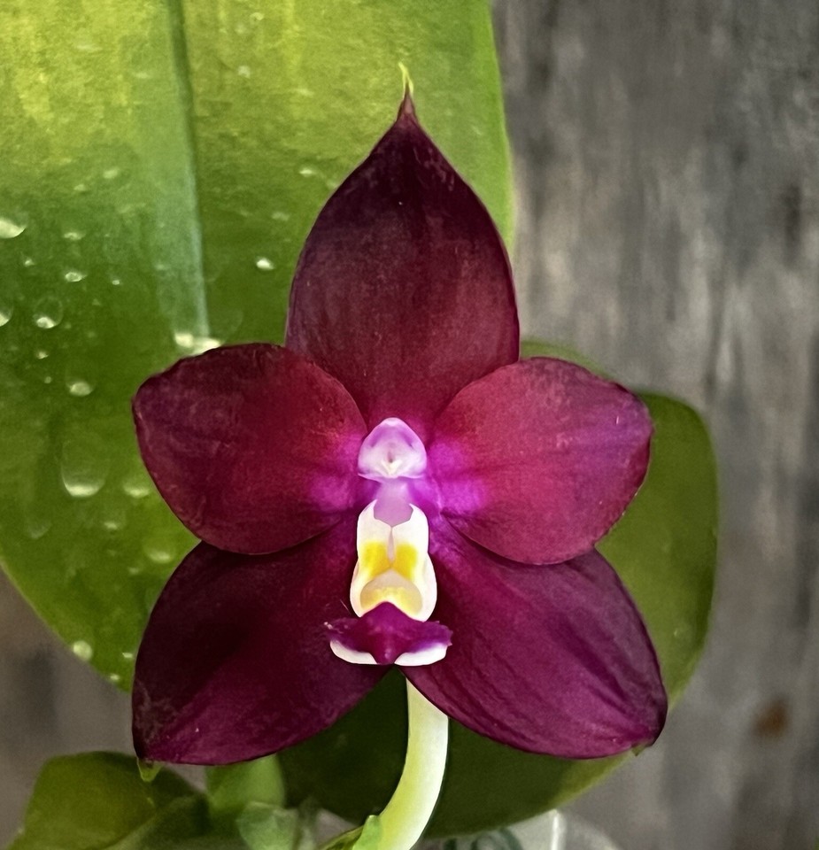 Phal. Mituo Love 'Rainbow 520', Blooming Size, Fragrant, FREE Shipping | eBay