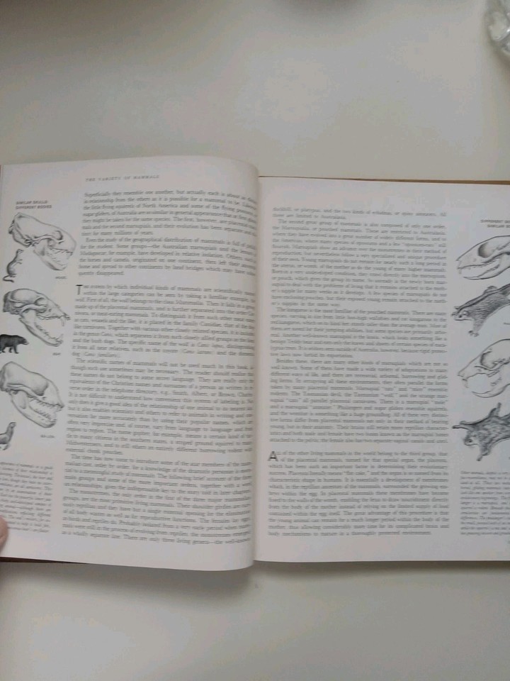 Vintage 1969 "The Mammals" By Time Life Nature Library Hardcover Book ...
