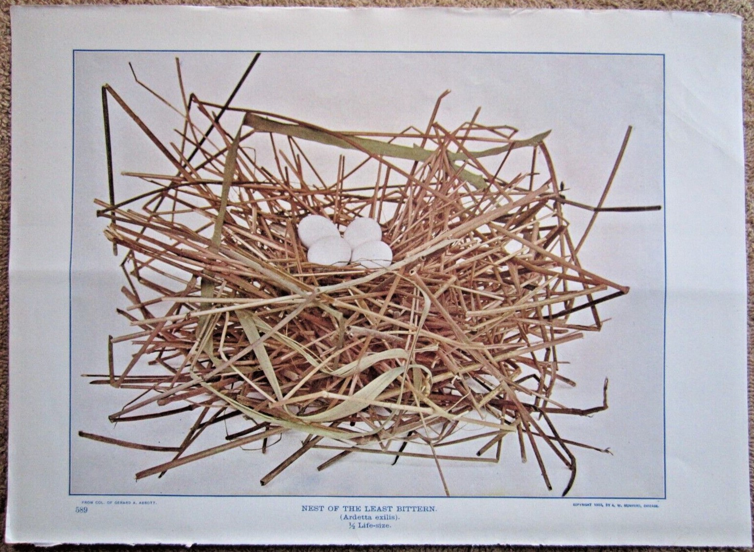 1903 ANTIQUE LEAST BITTERN BIRD NEST LITHOGRAPH PRINT | eBay