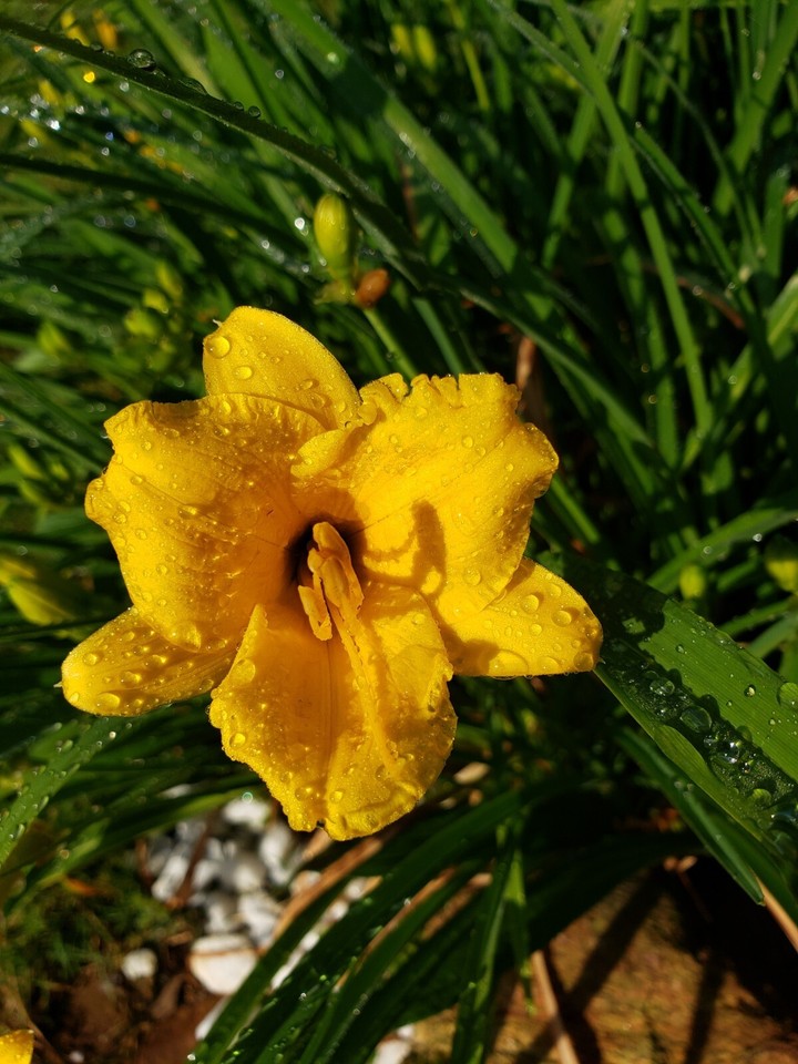 Signia Pure Portable Charger RIC with USB Charging Cable | eBay