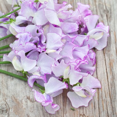 Duftwicke PULSAR 20 Samen LATHYRUS ODORATUS Ranker DUFT Schnittblume | eBay