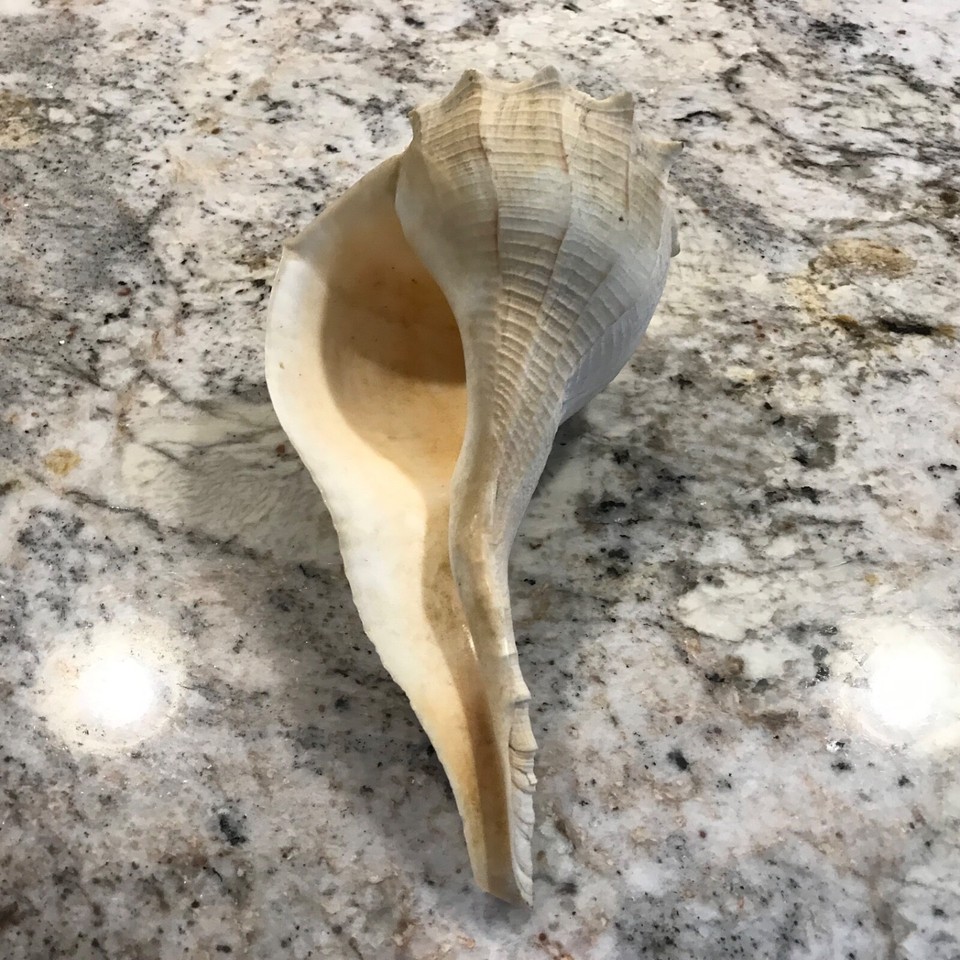 welk Conch Shell 9" natural Whelk Conch sea shell | eBay