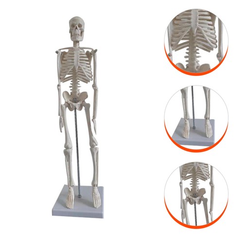 Teaching Skeleton Model Mini Human Figurine PVC Skeletal System | eBay
