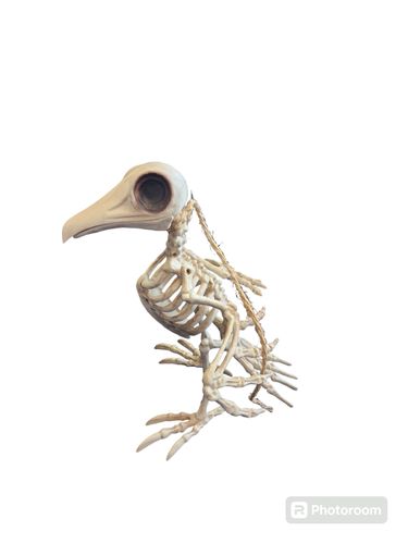 Crazy bonez off-white skeleton Crow Bird Halloween prop decor | eBay