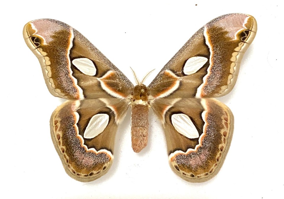 Insect Moth Rothschildia lebeau-Giant Peruvian Moth-A1 Perfect MALE ...