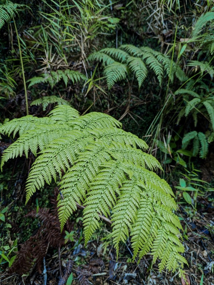 EX Rare Texture: Mature : Firm Leaf Cyathea LOPHOSORIA Tree Fern #2, 8" inch tal | eBay