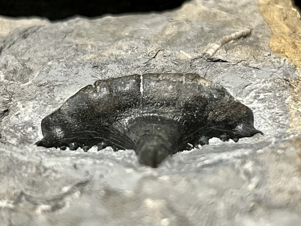Shark Tooth-Extremely Rare Saivodus Tooth from Indiana-Fossils ...