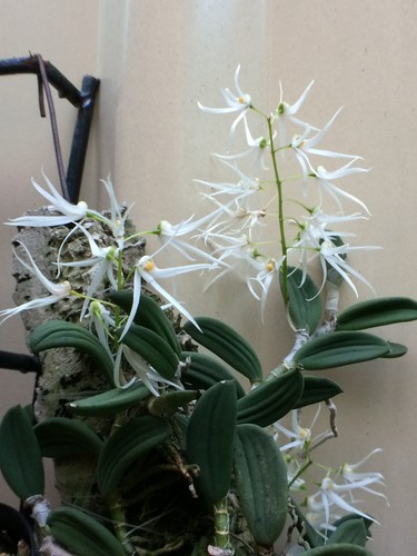 Orchid - Dendrobium linguiforme species | eBay Australia